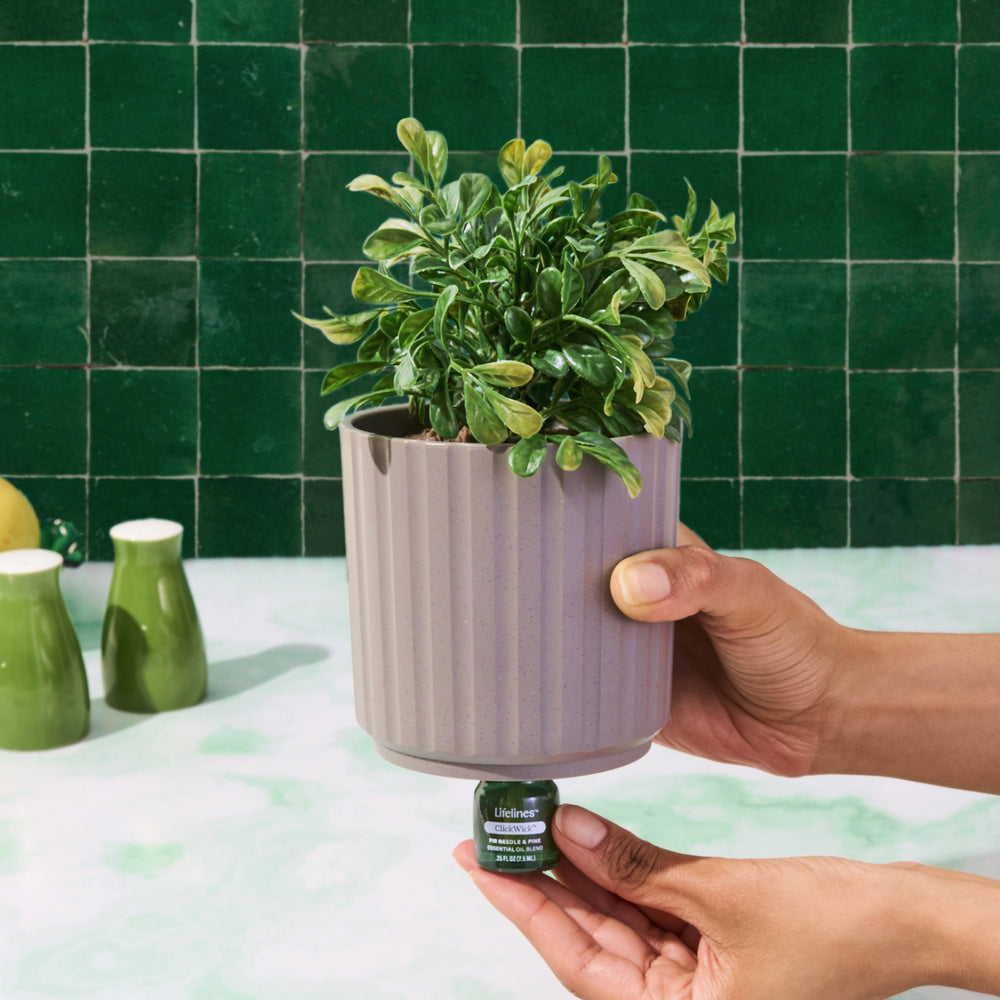 Plant Diffuser - Boxwood Plant | Dorm Essentials – Dormify